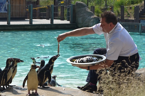 Feeding time at the zoo