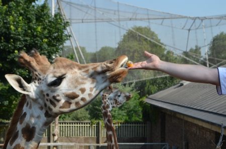 Feeding time at the zoo